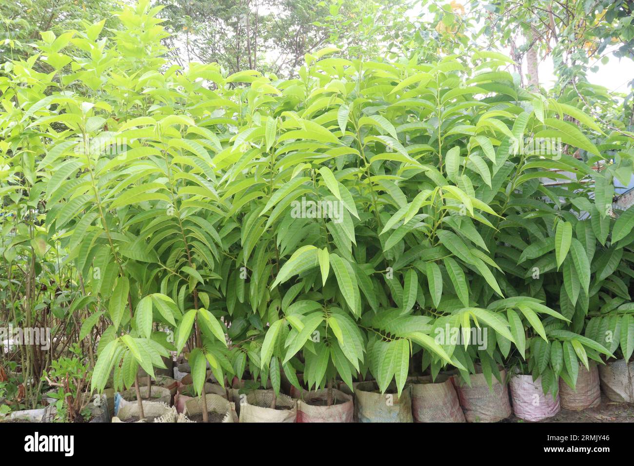Custard apple tree hi-res stock photography and images - Alamy