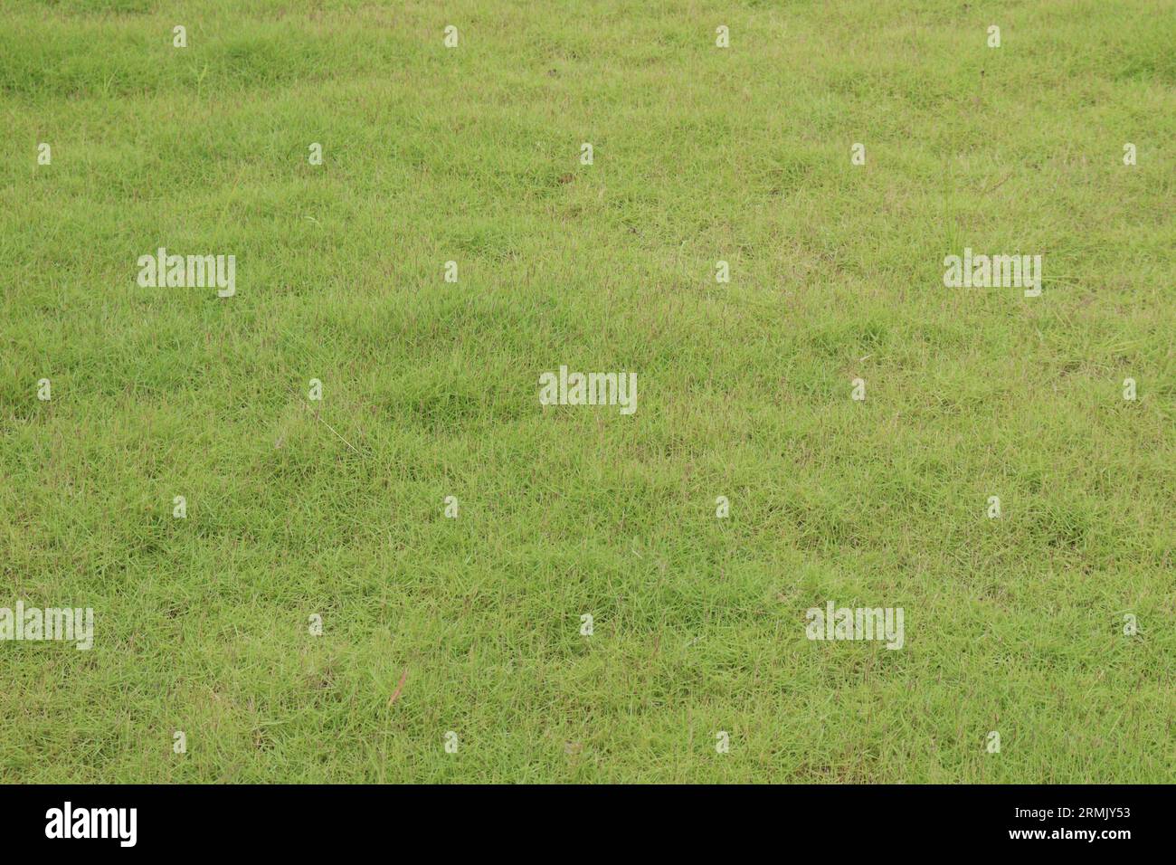 green colored grass field for any background use Stock Photo - Alamy