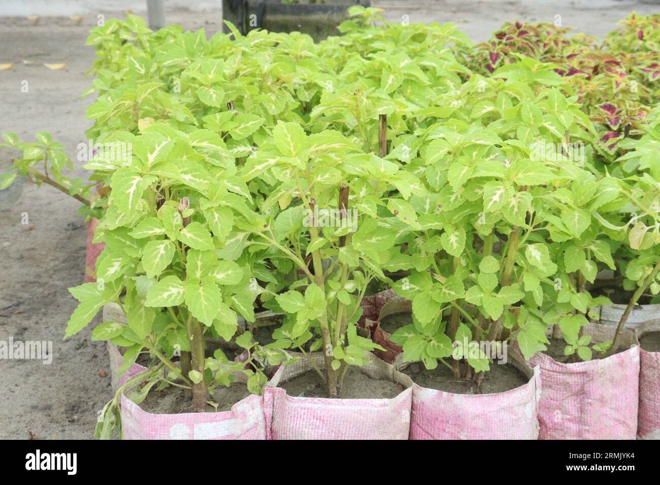 green colored Coleus tree on farm for sell are cash crops Stock Photo ...