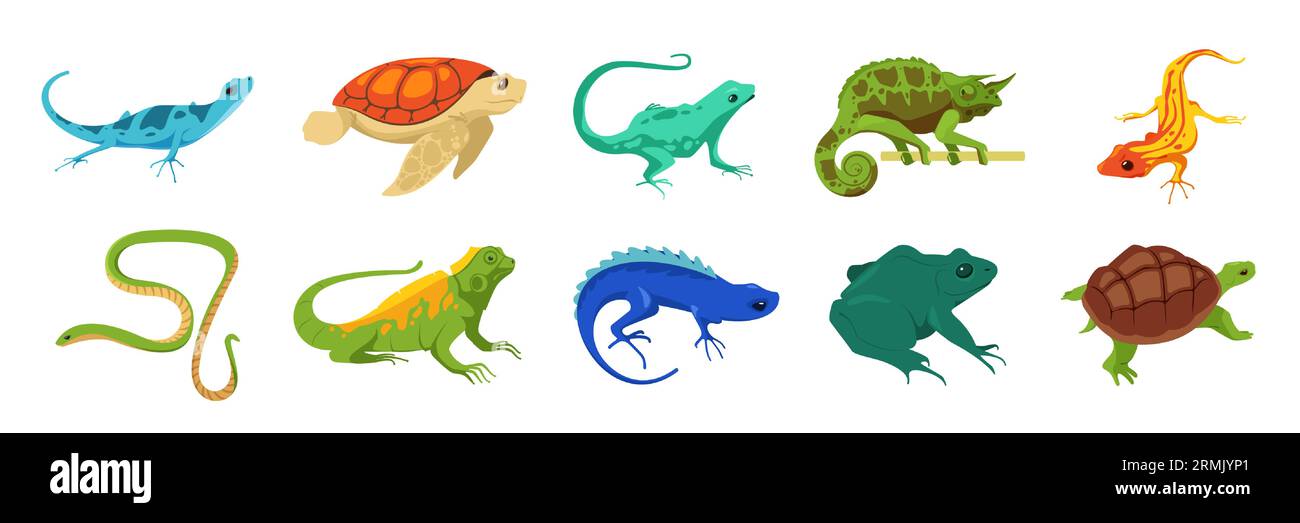 Cartoon vector illustration alligator turtle hi-res stock photography ...