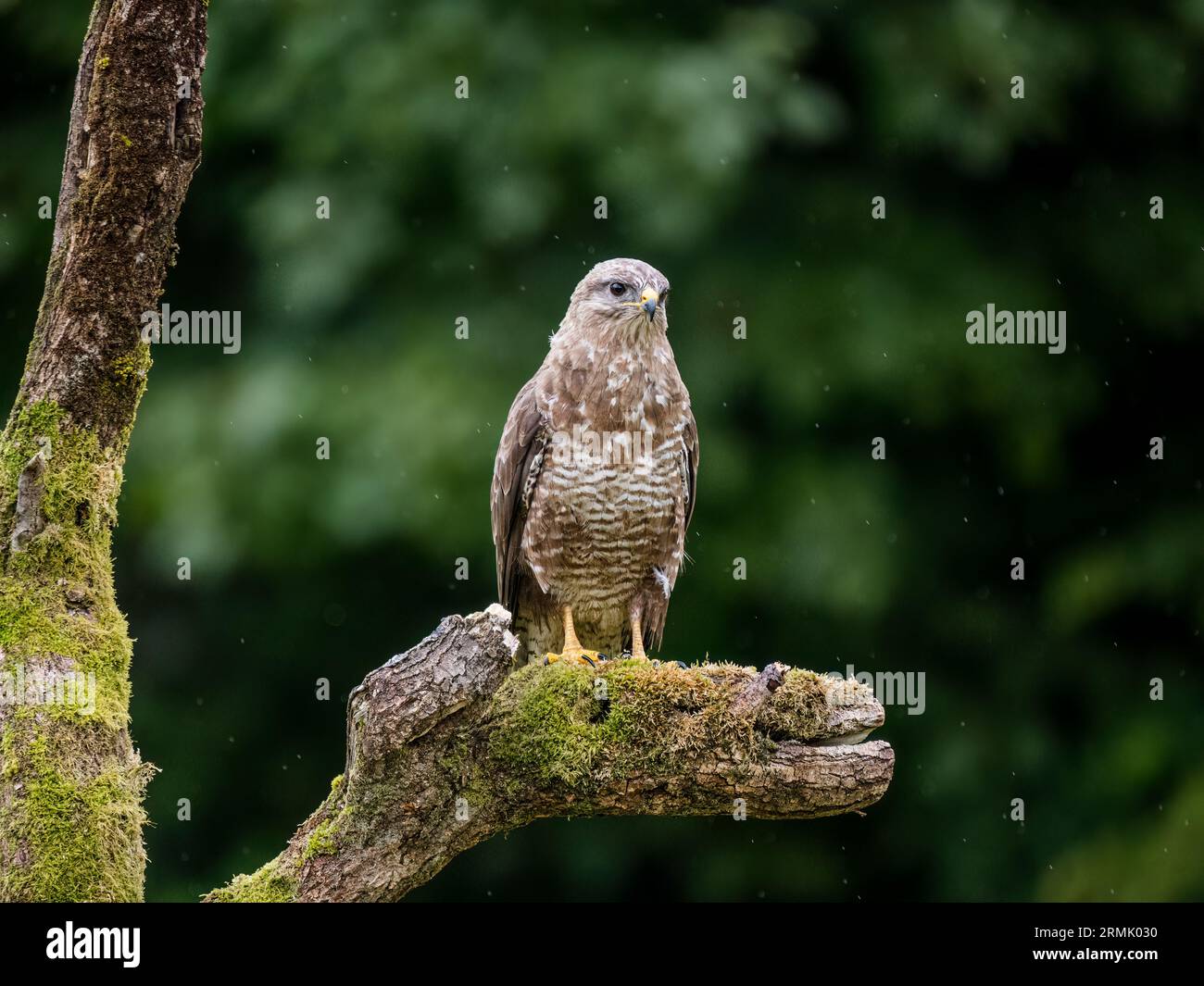 Common buzzard foraging in late summer mid Wales Stock Photo - Alamy