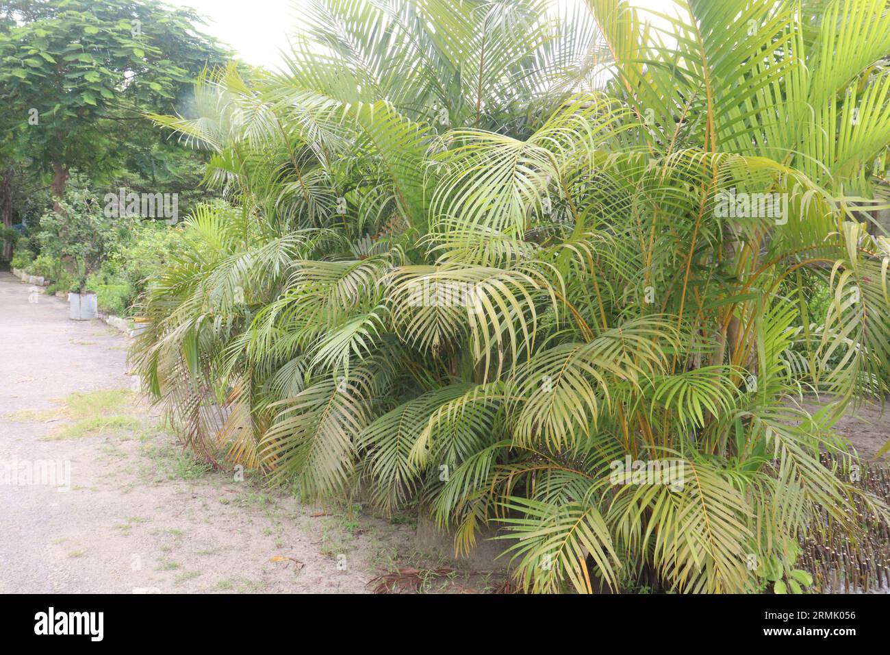 Areca palm plant on farm for sell are cash crops Stock Photo - Alamy