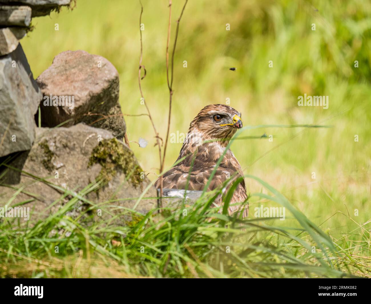 Common buzzard foraging in late summer mid Wales Stock Photo - Alamy