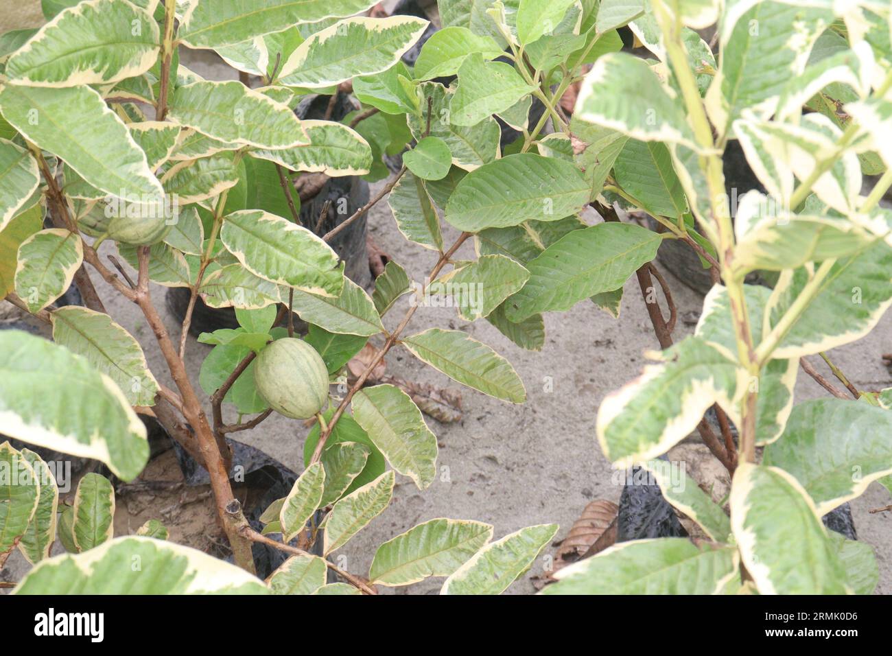 Variegated Guava on tree in farm for harvest are cash crops Stock Photo ...