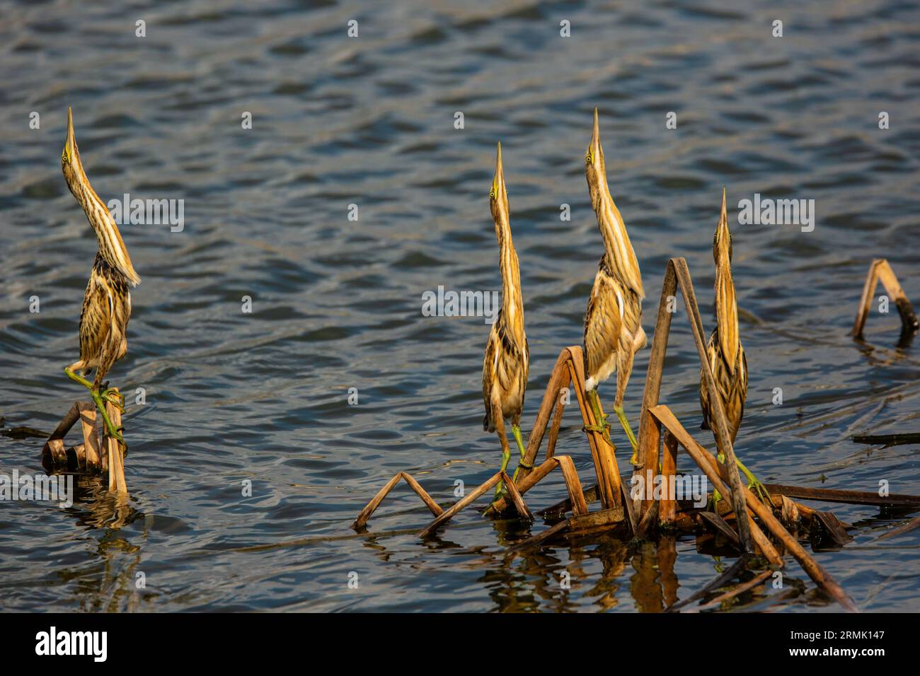 Little bittern (Ixobrychus minutus) fledglings and adult in a nest made ...
