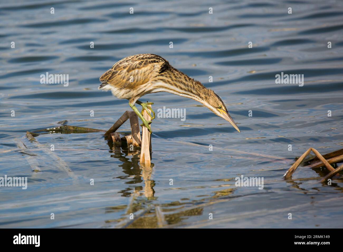 Little bittern (Ixobrychus minutus) fledglings and adult in a nest made ...