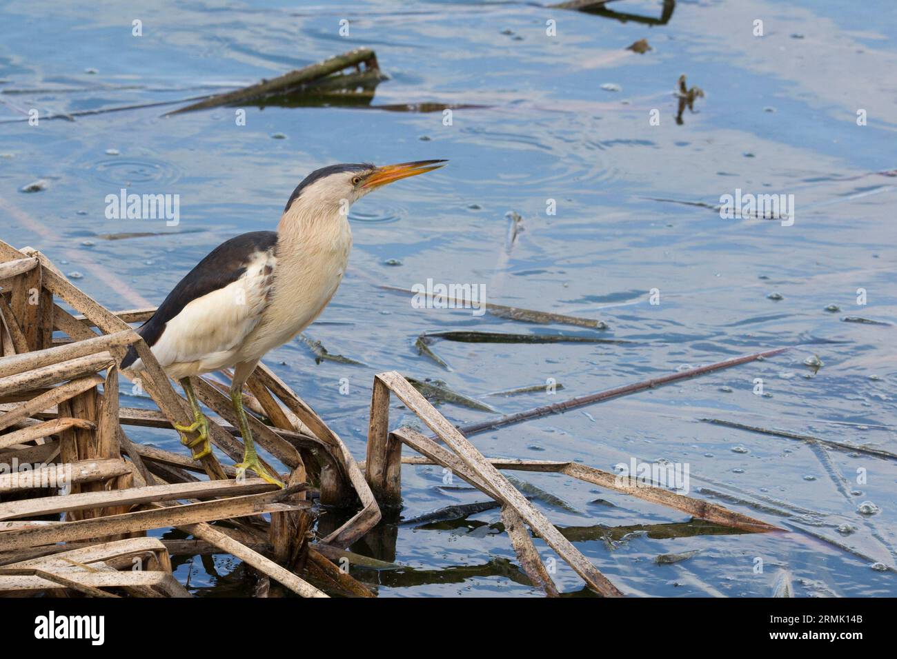 Little bittern (Ixobrychus minutus Stock Photo - Alamy