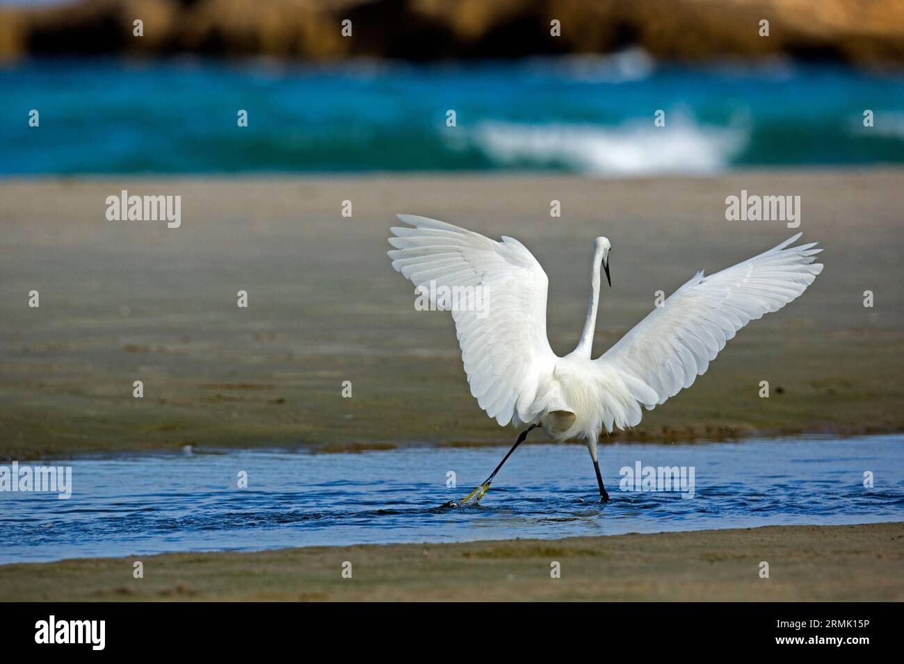 Egretta garzetta - Little Egret, This small white heron is native to ...