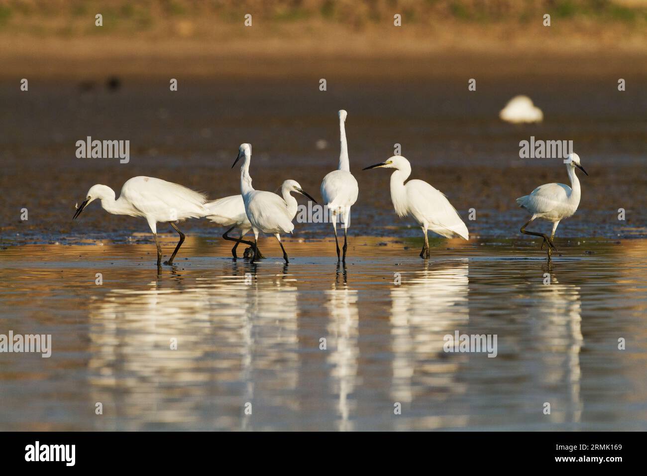 Egretta garzetta - Little Egret, This small white heron is native to ...