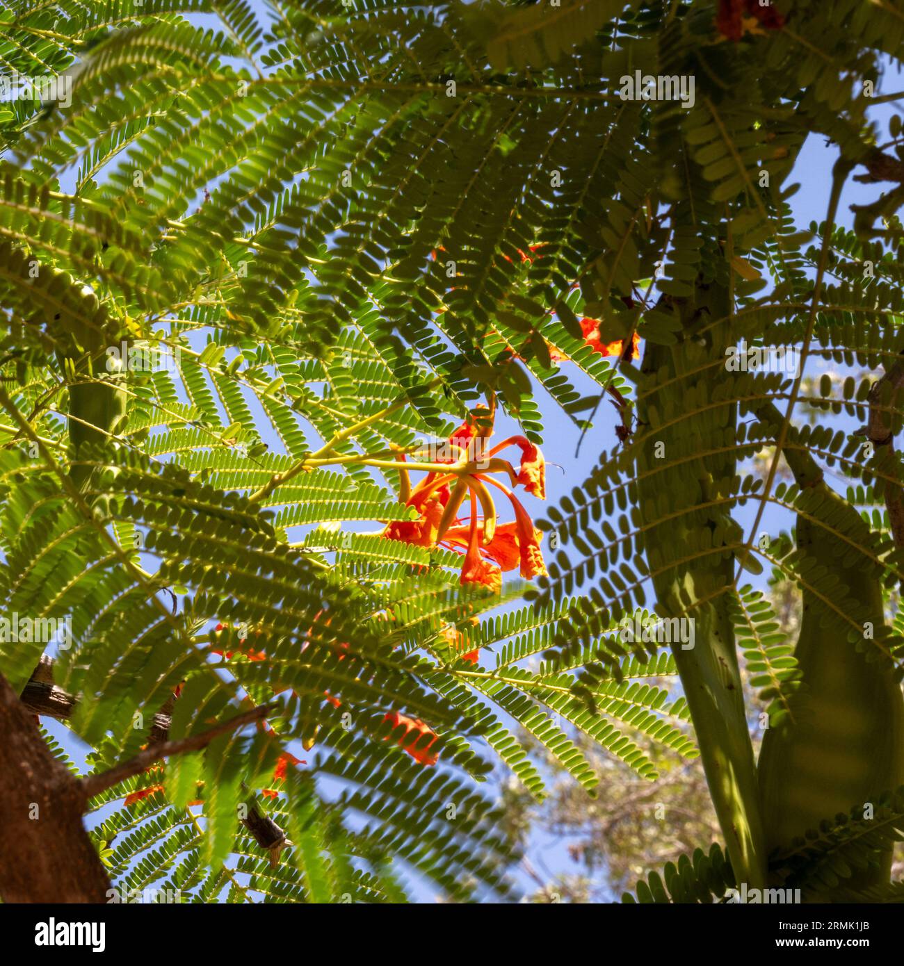 Flowers and seed pods of the Flame of the forest tree flowers (Delonix ...