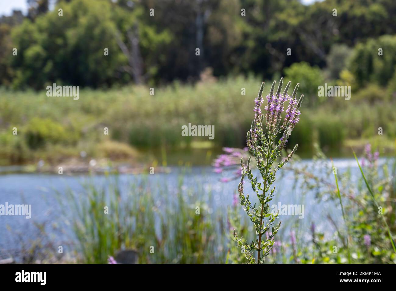 Yarkon River as it flows through Ganei Yehoshua Park in Tel Aviv ...