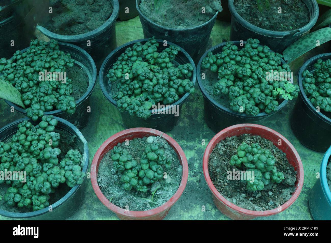 Dipteracanthus Elastica tree plant also called bubble plant on nursery ...