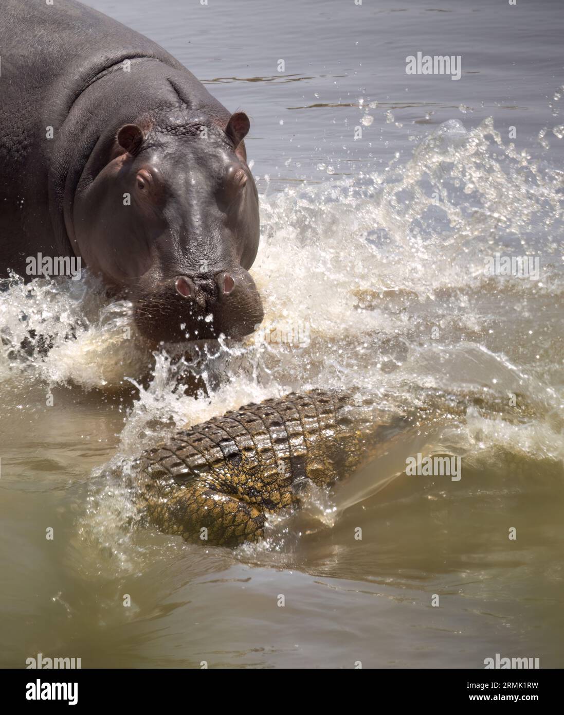 The crocodile takes a dip into the water to evade the angry hippo ...