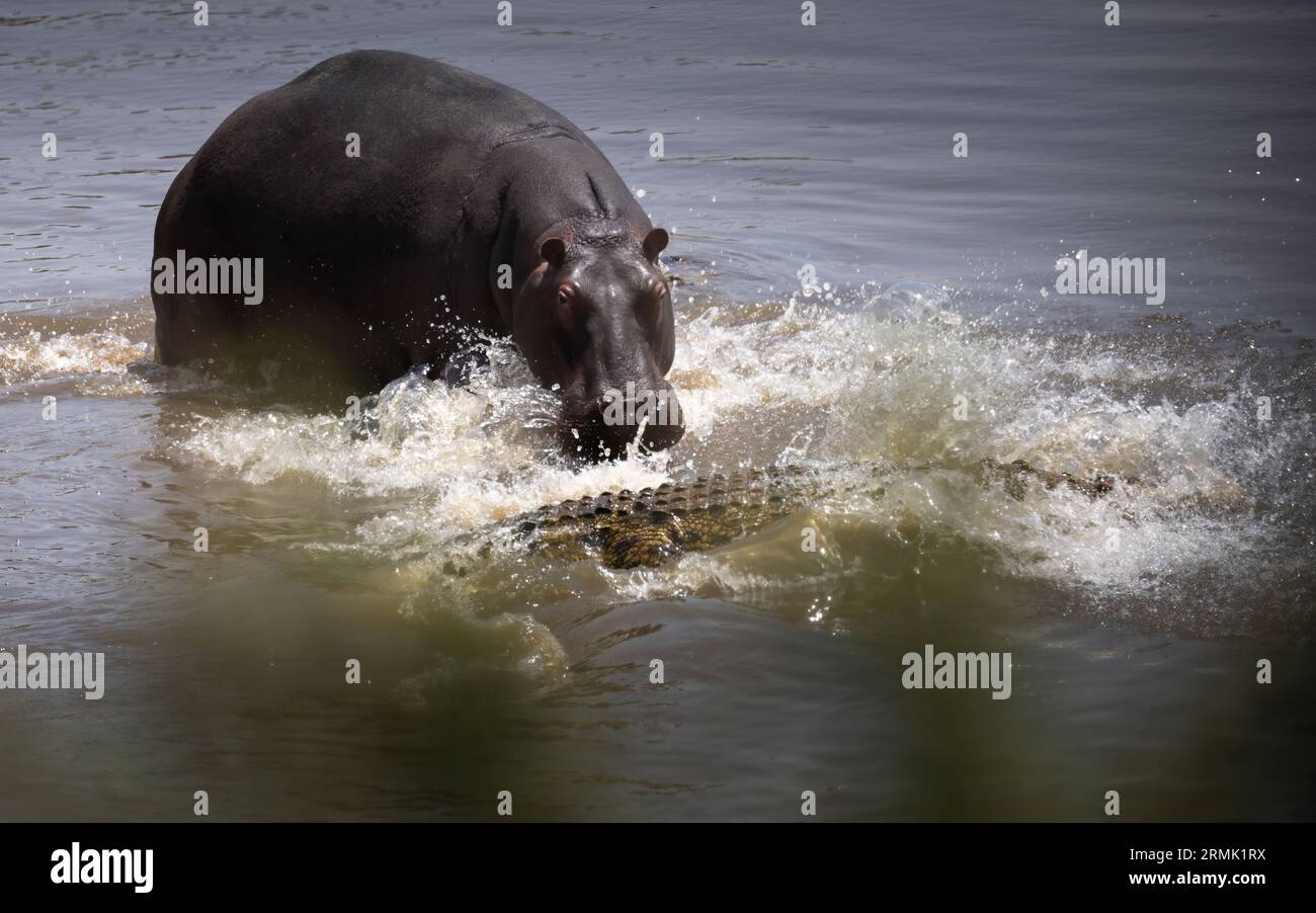 The crocodile takes a dip into the water to evade the angry hippo ...