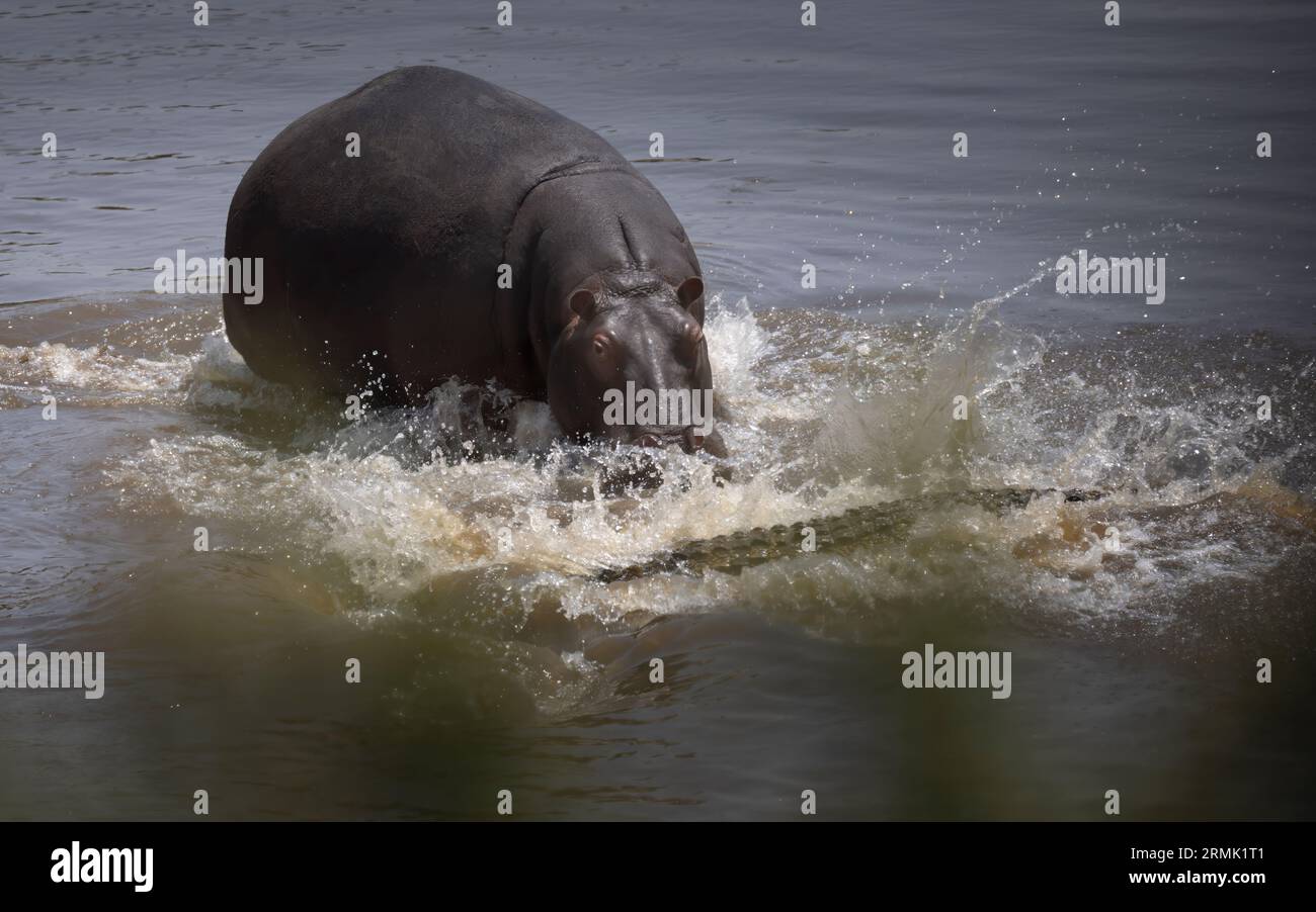 Including hippo hi-res stock photography and images - Alamy