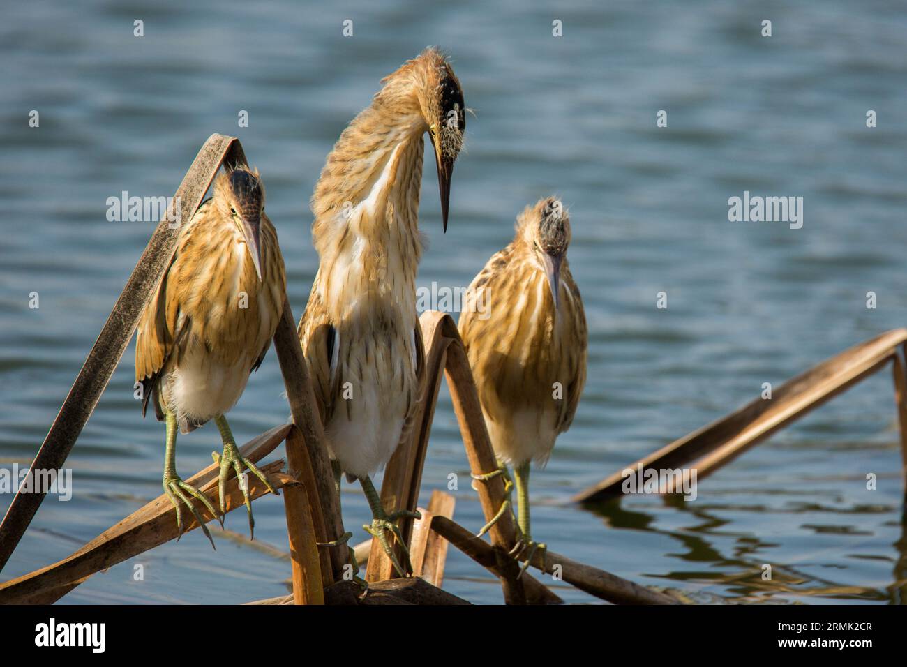 Little bittern (Ixobrychus minutus) fledglings and adult in a nest made ...