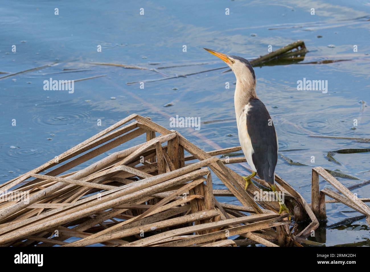 Little bittern (Ixobrychus minutus Stock Photo - Alamy