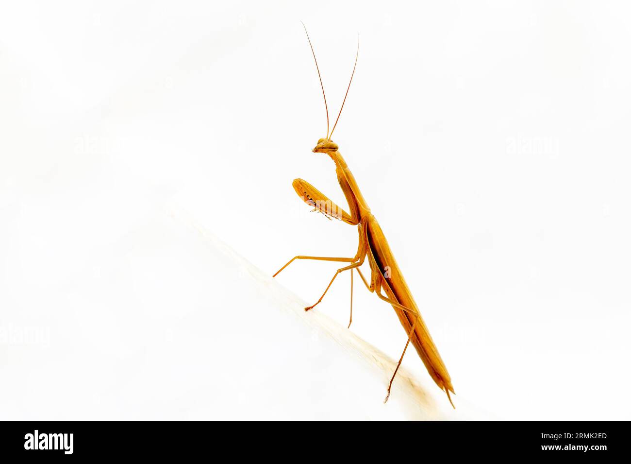 African praying mantis (Sphodromantis lineola) brown variant standing ...