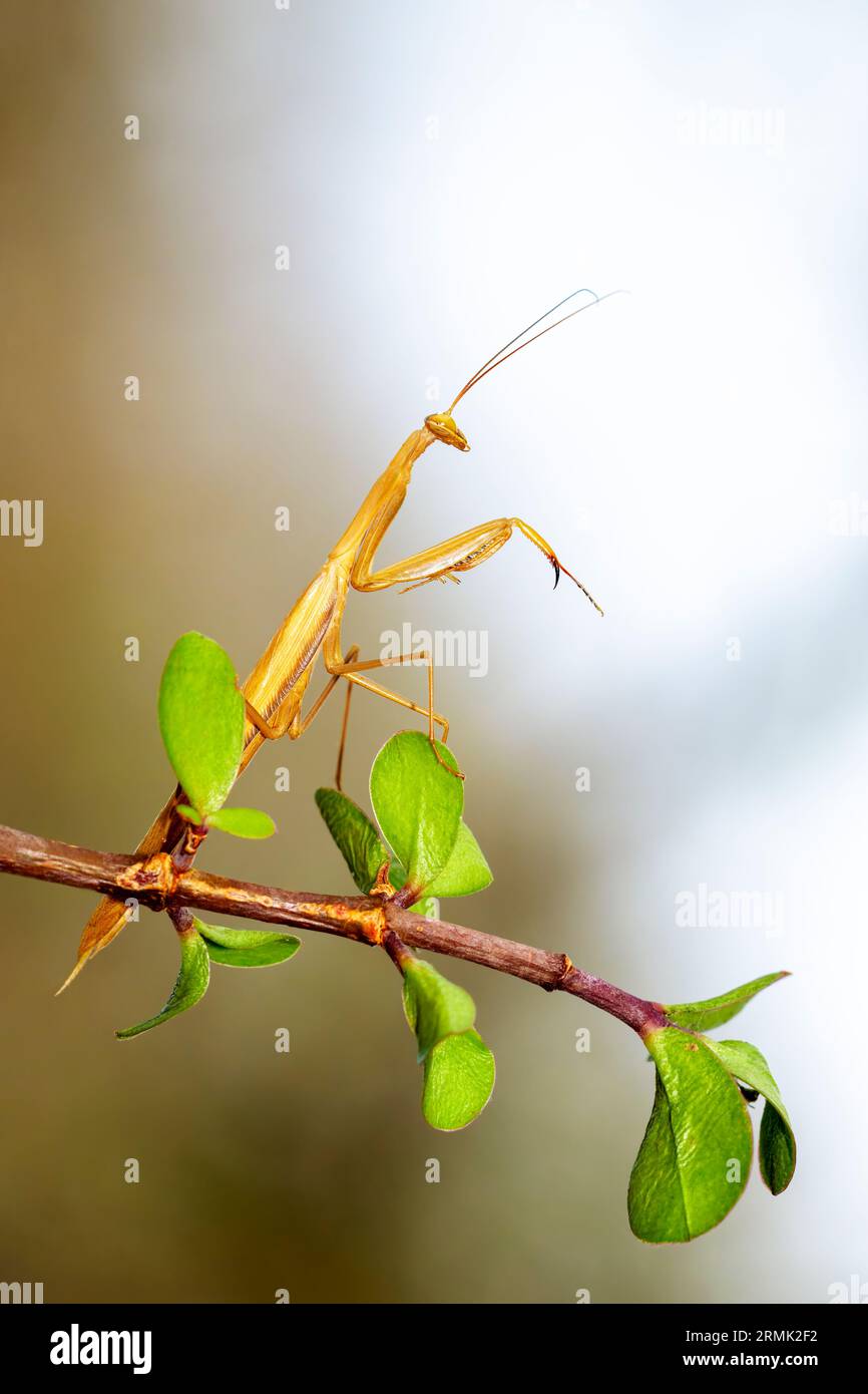 African praying mantis (Sphodromantis lineola) brown variant standing ...