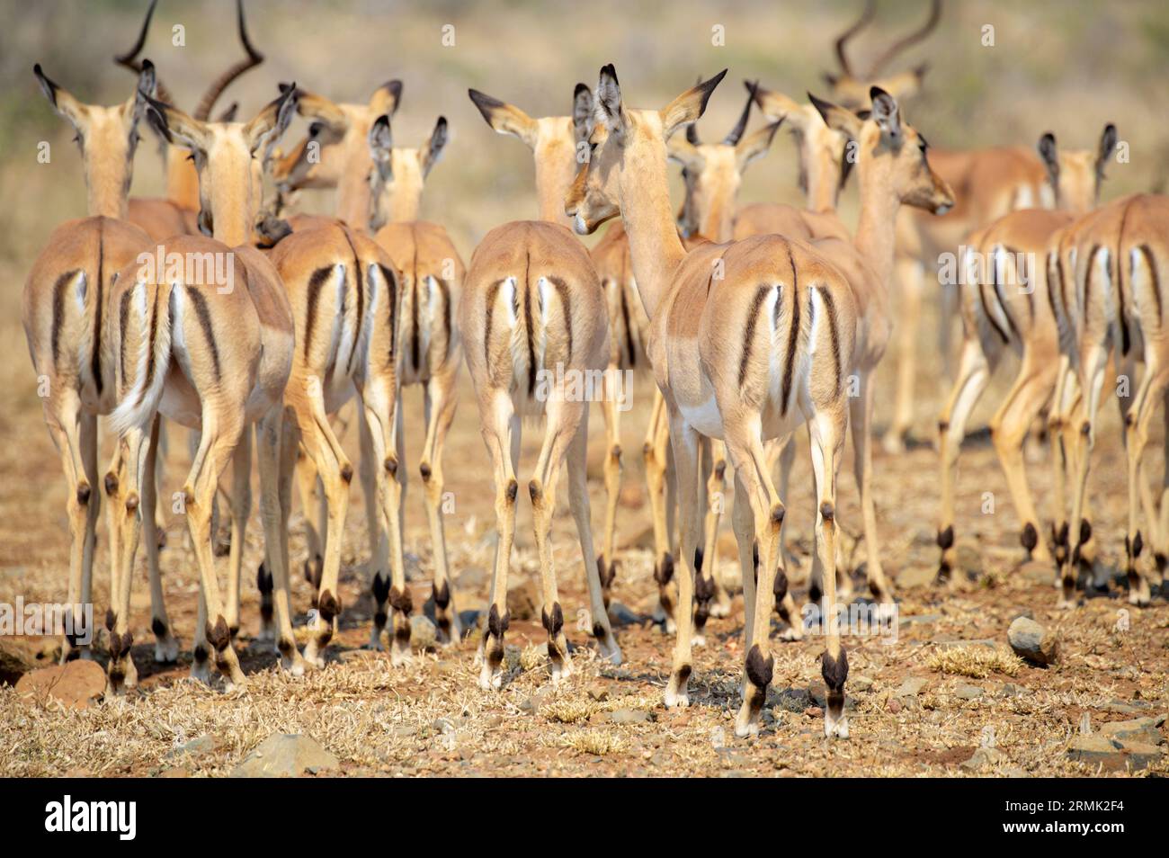 Impala (Aepyceros melampus) herd seen from behind with typical pattern ...