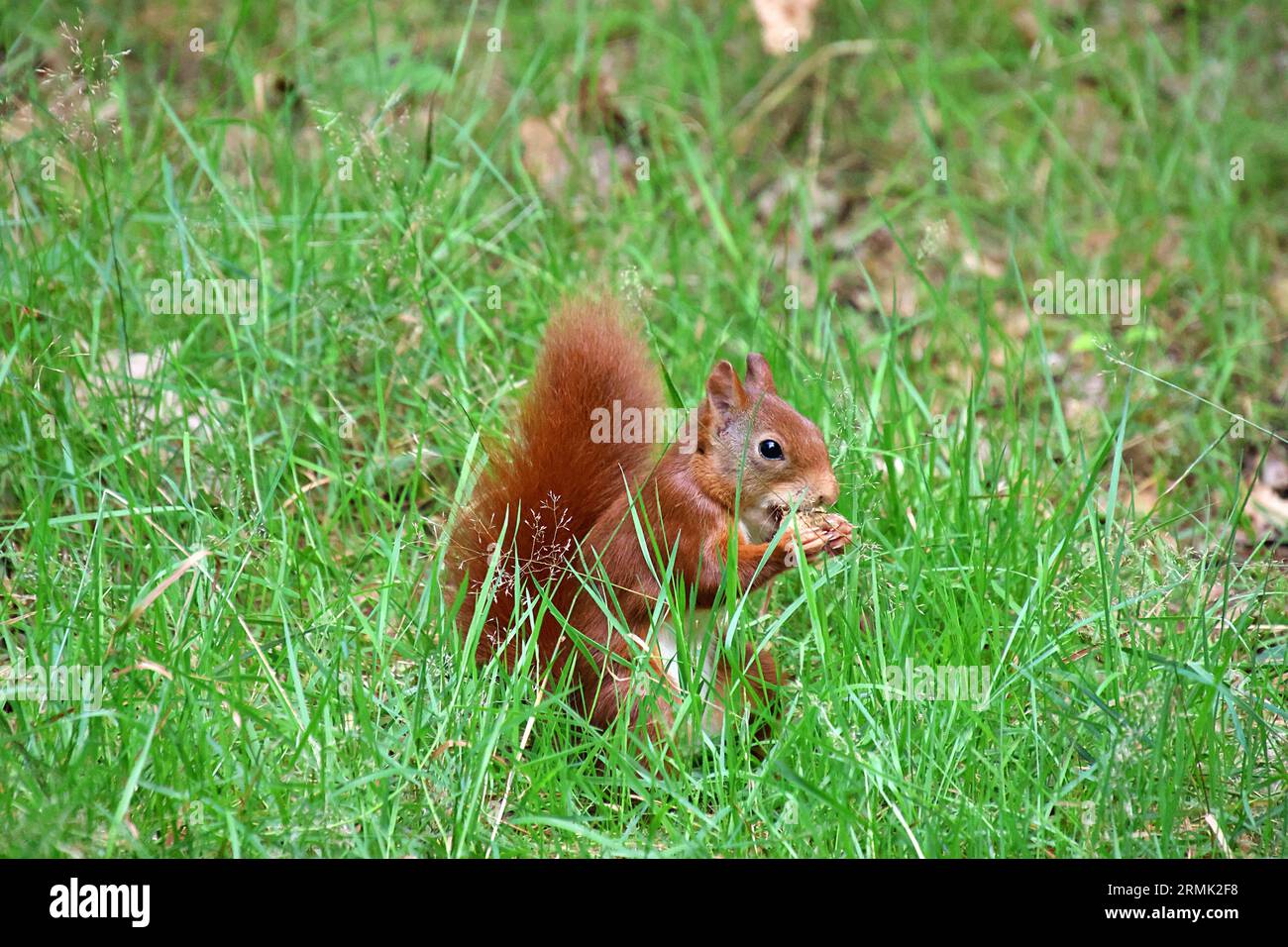 A red squirrel perched in a grassy field, delicately nibbling on a nut ...