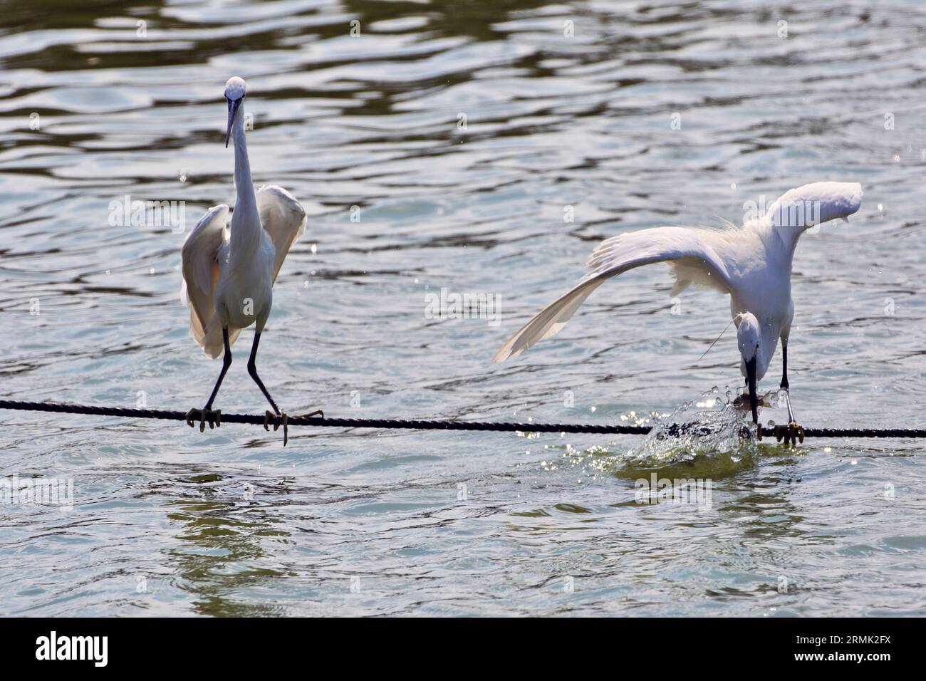 Egretta garzetta - Little Egret, This small white heron is native to ...
