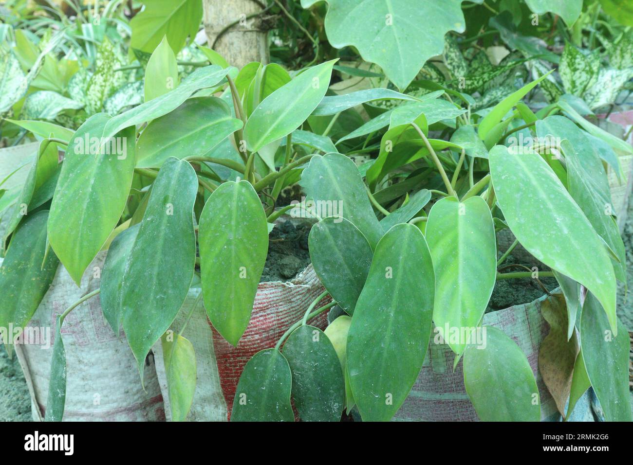 philodendron frilly philly leaf plant on farm for sell are cash crops ...