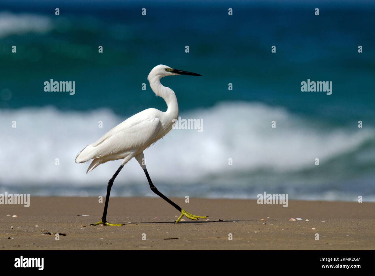 Egretta garzetta - Little Egret, This small white heron is native to ...
