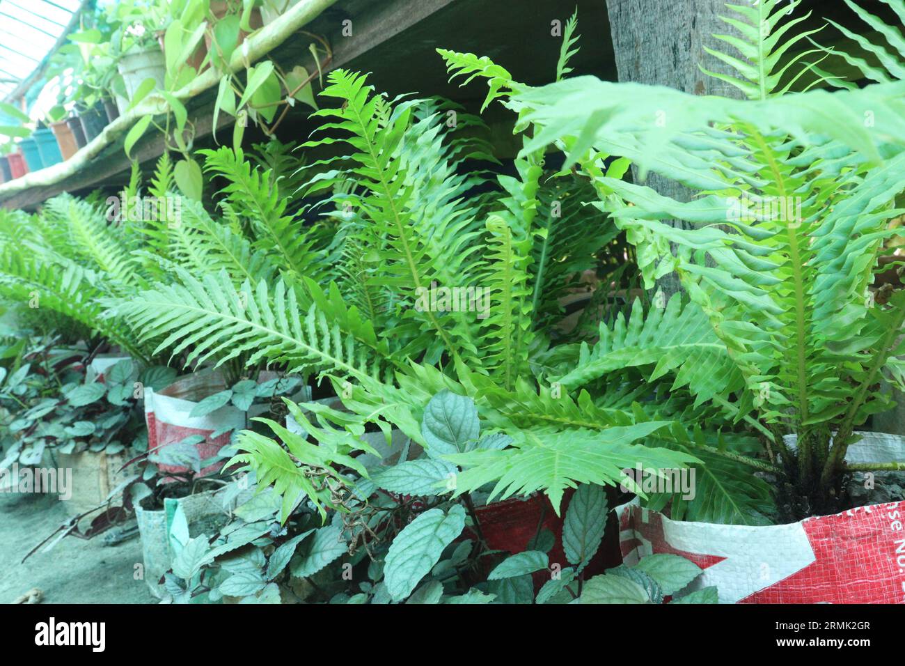 Fern Plant on farm for harvest are cash crops Stock Photo - Alamy