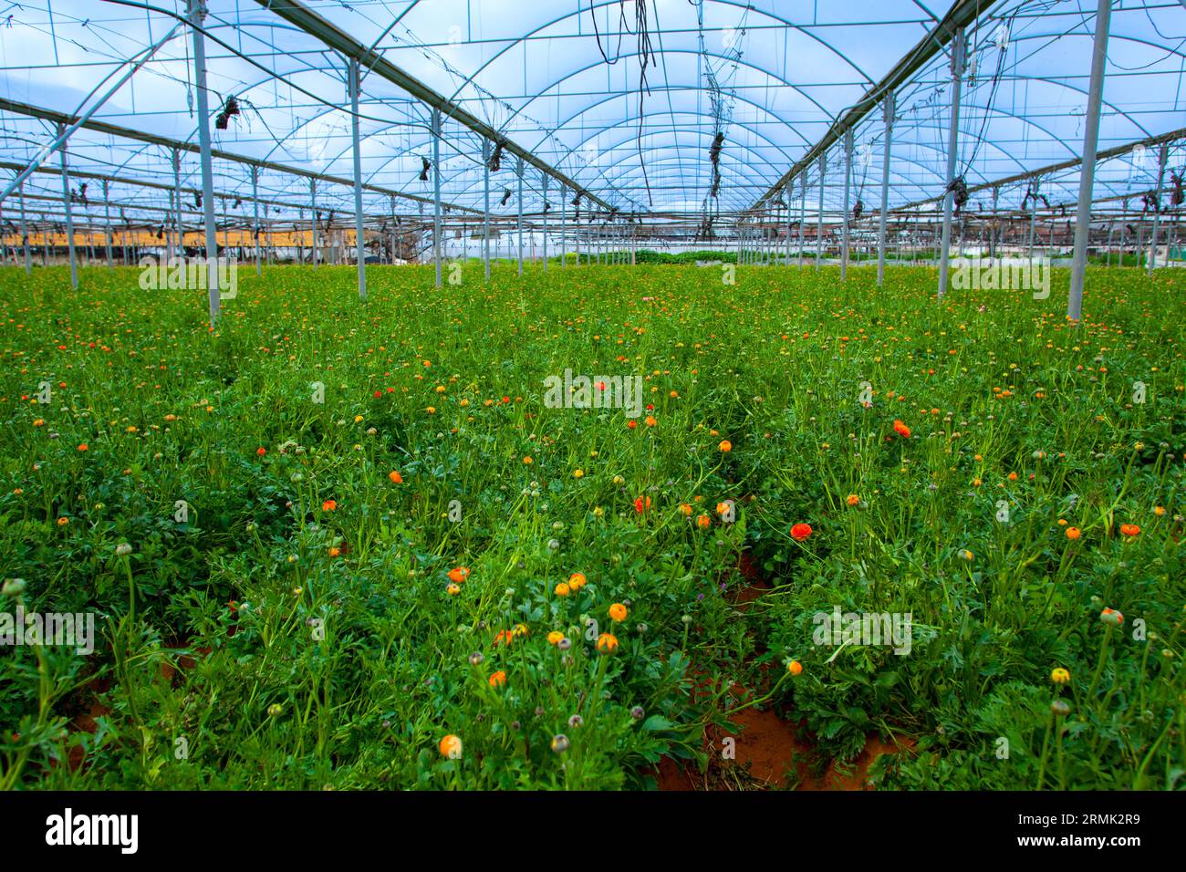 Growing buttercup flowers in a large greenhouse in Israel Flower ...
