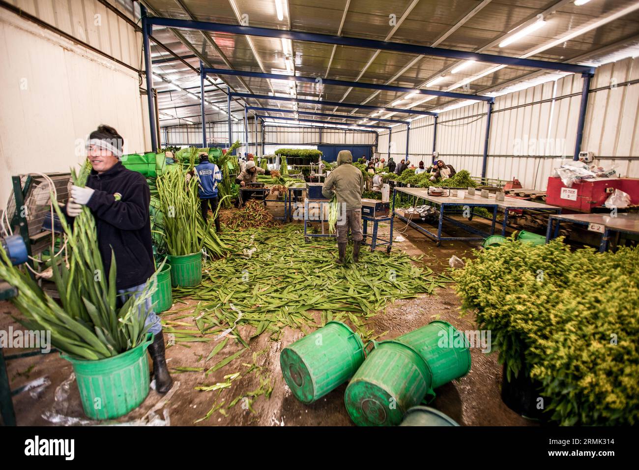 Packing harvested buttercup flowers by Tai migrant workers in a ...