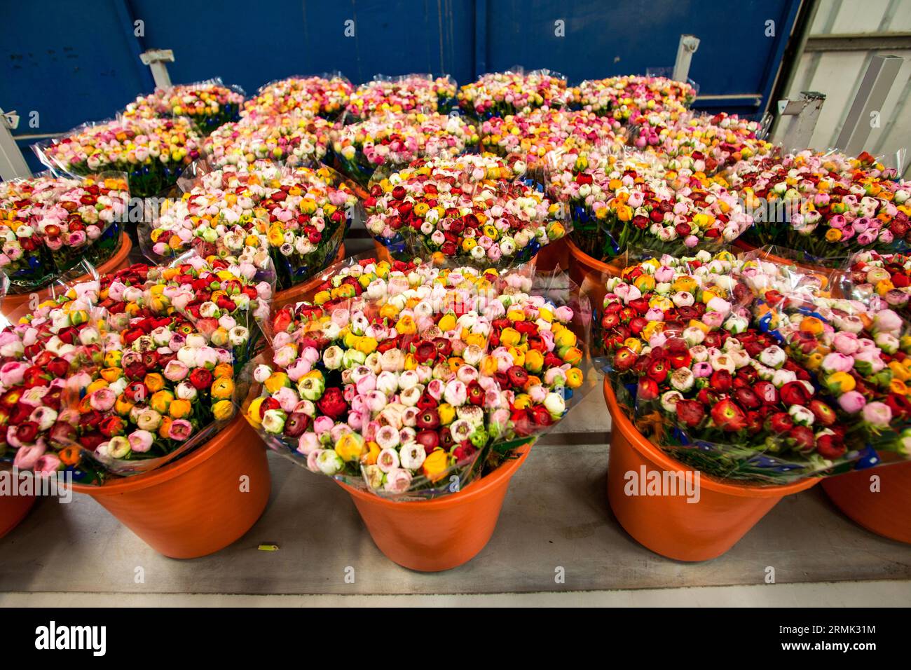 Packing harvested buttercup flowers by Tai migrant workers in a ...