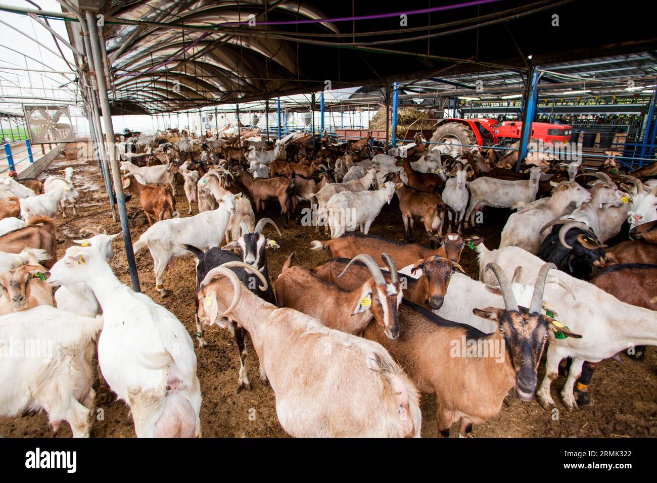 A herd of goats is being milked by automatic milking machine on a dairy ...