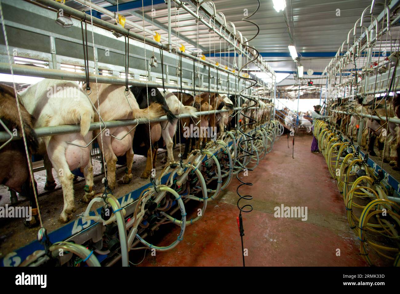 A herd of goats is being milked by automatic milking machine on a dairy ...