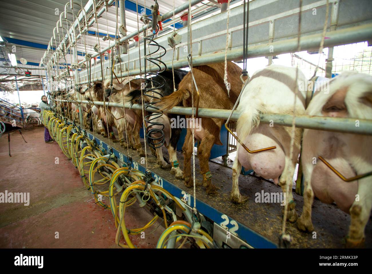 A herd of goats is being milked by automatic milking machine on a dairy ...