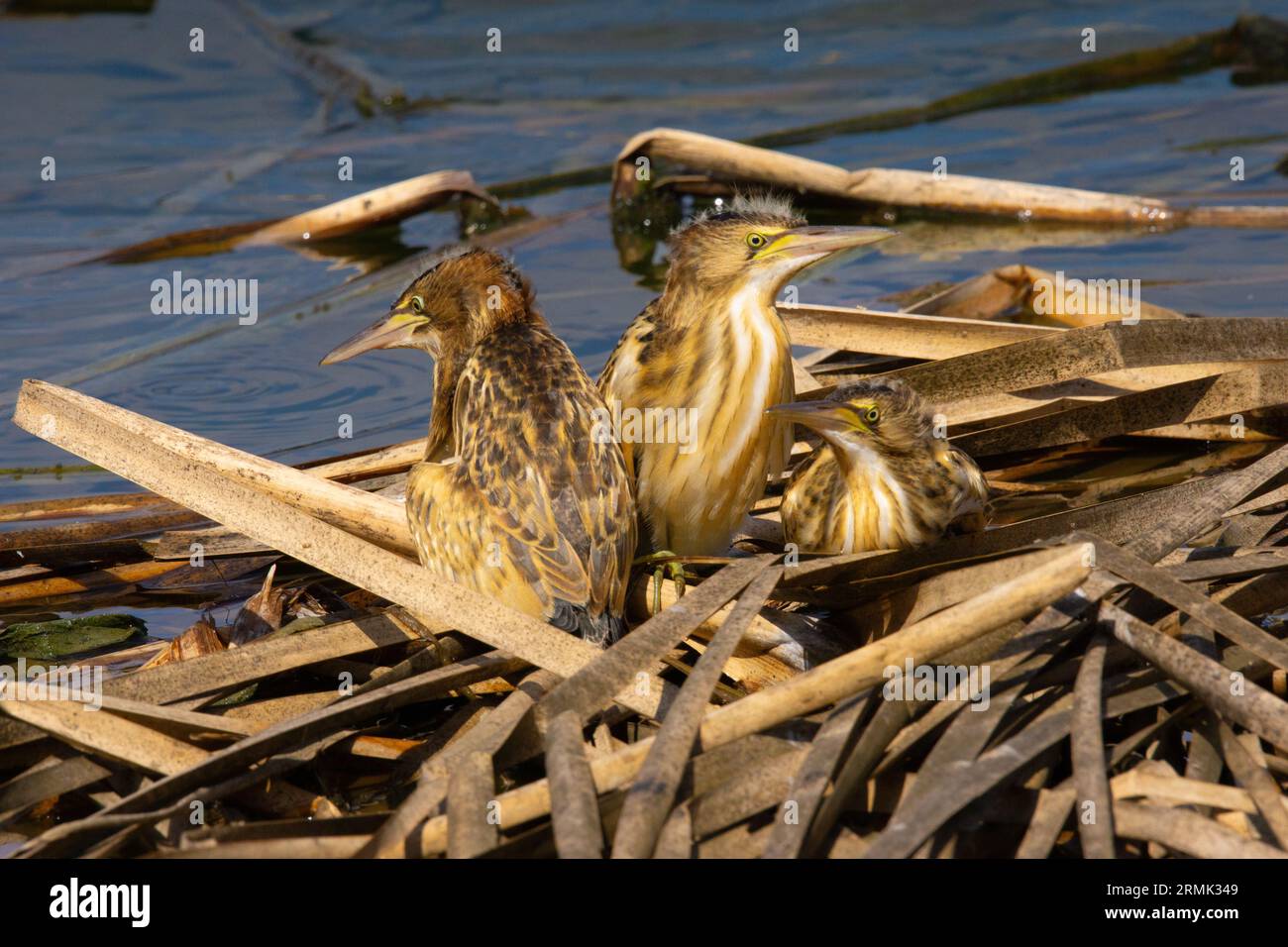Little bittern (Ixobrychus minutus) fledglings and adult in a nest made ...