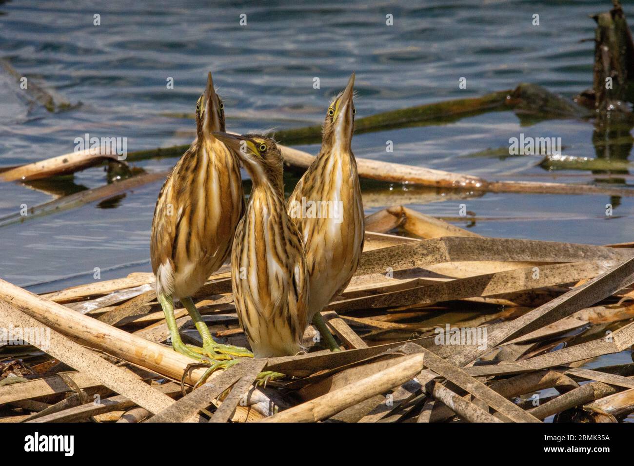 Little bittern (Ixobrychus minutus) fledglings and adult in a nest made ...