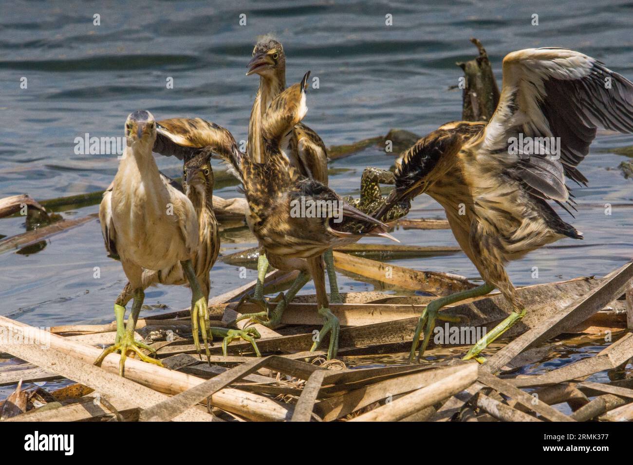 Little bittern (Ixobrychus minutus) fledglings and adult in a nest made ...