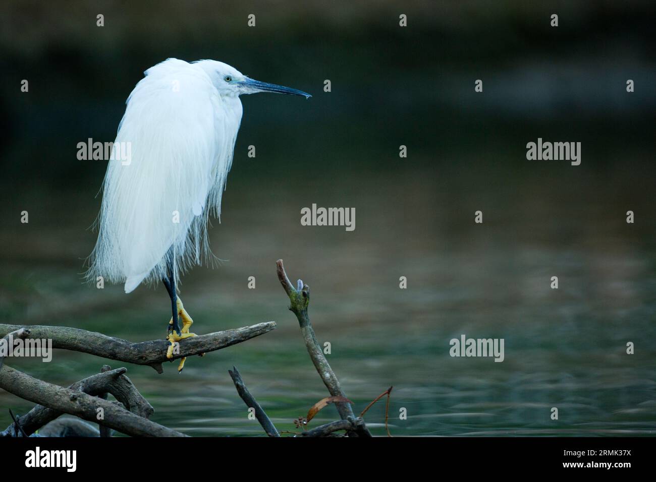Egretta garzetta - Little Egret, This small white heron is native to ...