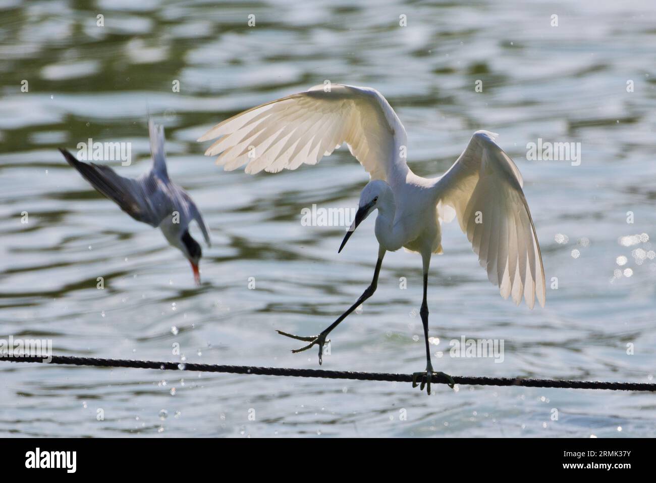 Egretta garzetta - Little Egret, This small white heron is native to ...