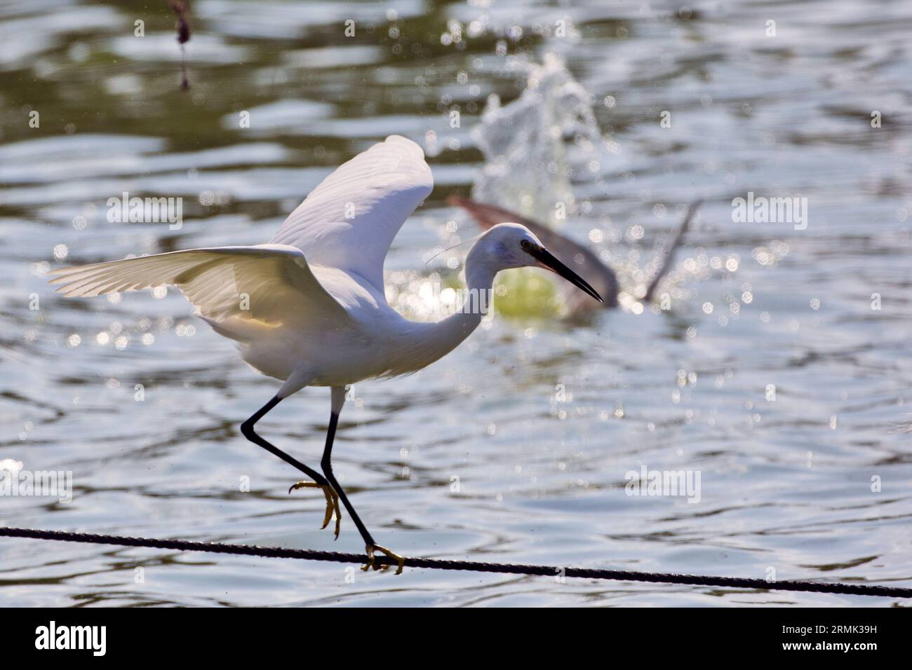 Egretta garzetta - Little Egret, This small white heron is native to ...