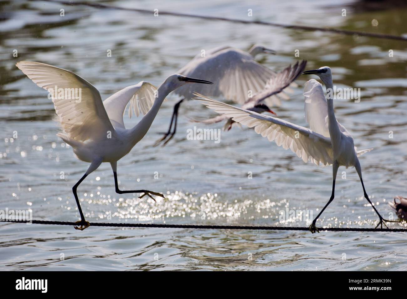 Egretta garzetta - Little Egret, This small white heron is native to ...
