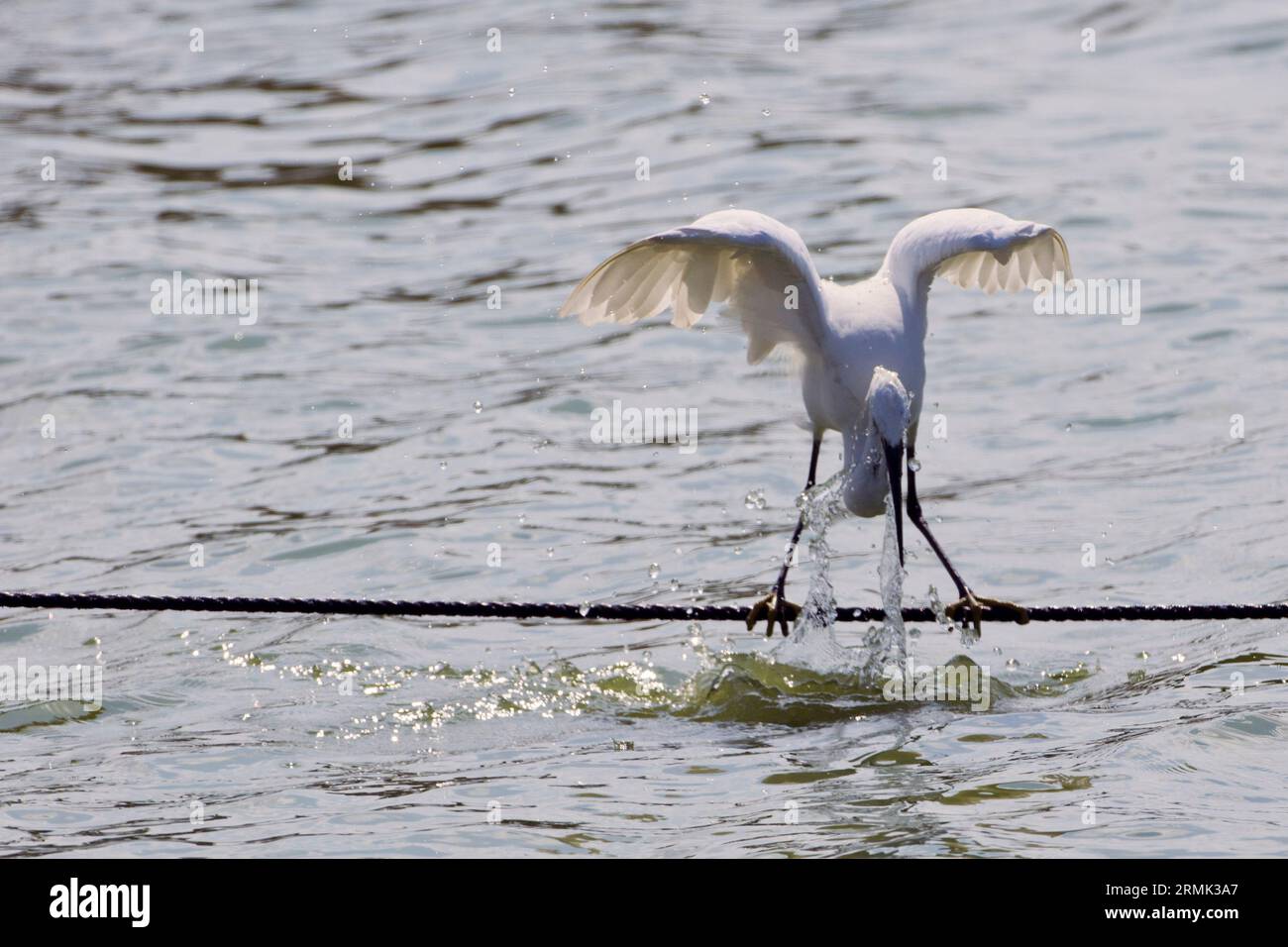 Egretta garzetta - Little Egret, This small white heron is native to ...