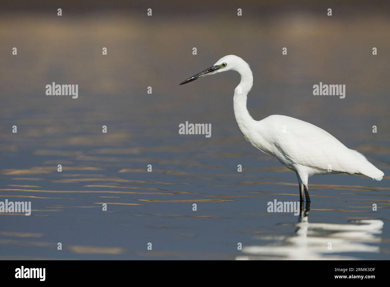 Egretta garzetta - Little Egret, This small white heron is native to ...