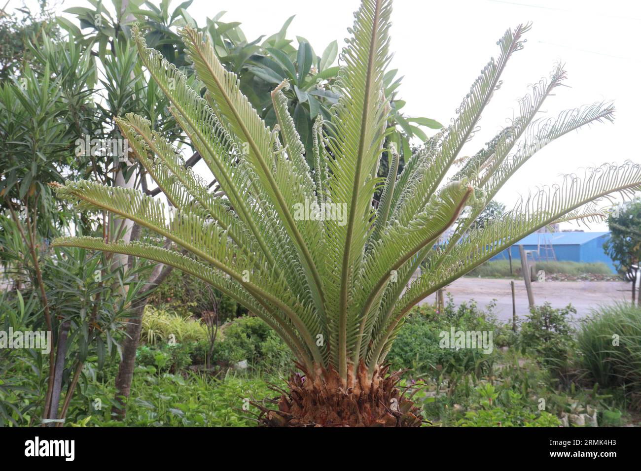 Sago palm tree plant on farm for harvest are cash crops Stock Photo - Alamy