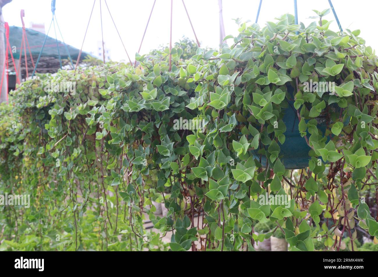 Small leaf spiderwort leaf plant on hanging pot in farm for harvest are ...
