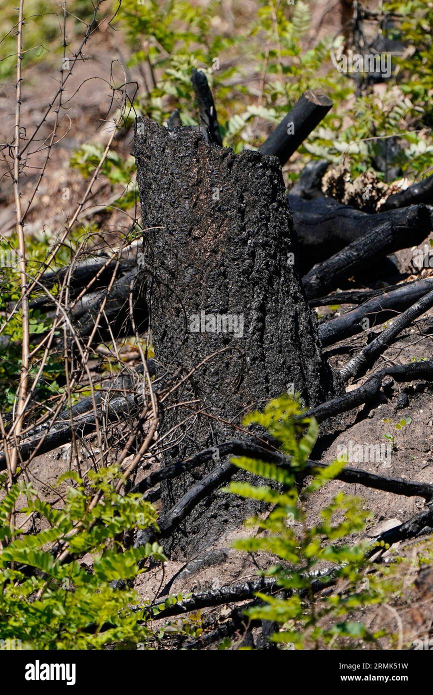 Rodalben germany hi-res stock photography and images - Alamy