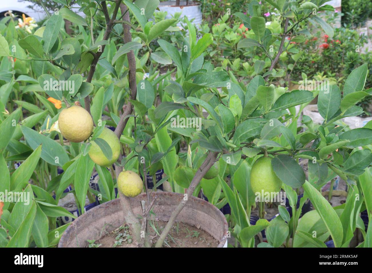 lemon on tree on farm for harvest are cash crops Stock Photo - Alamy