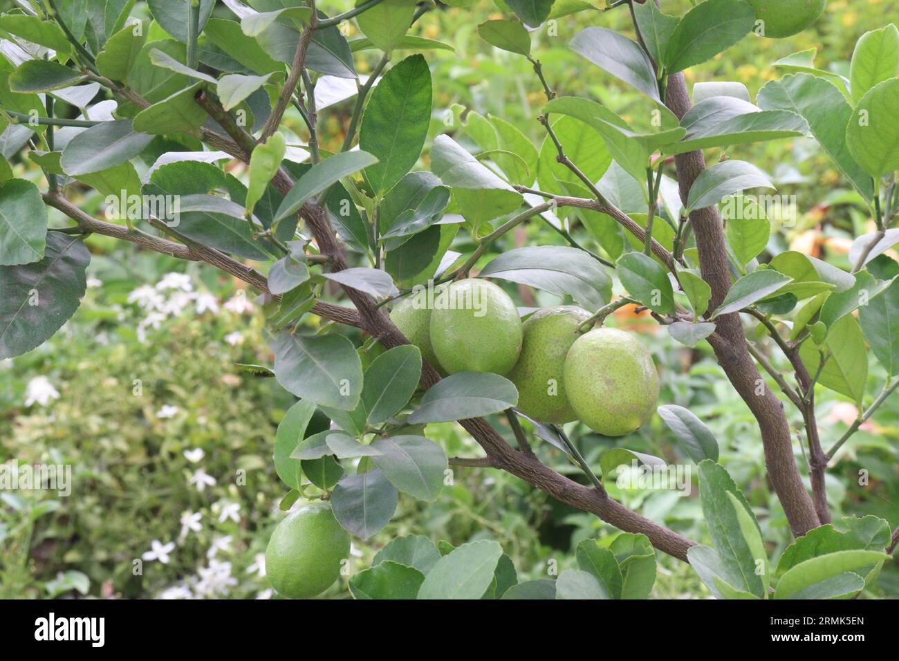 Botanical drawing antique crops hi-res stock photography and images - Alamy