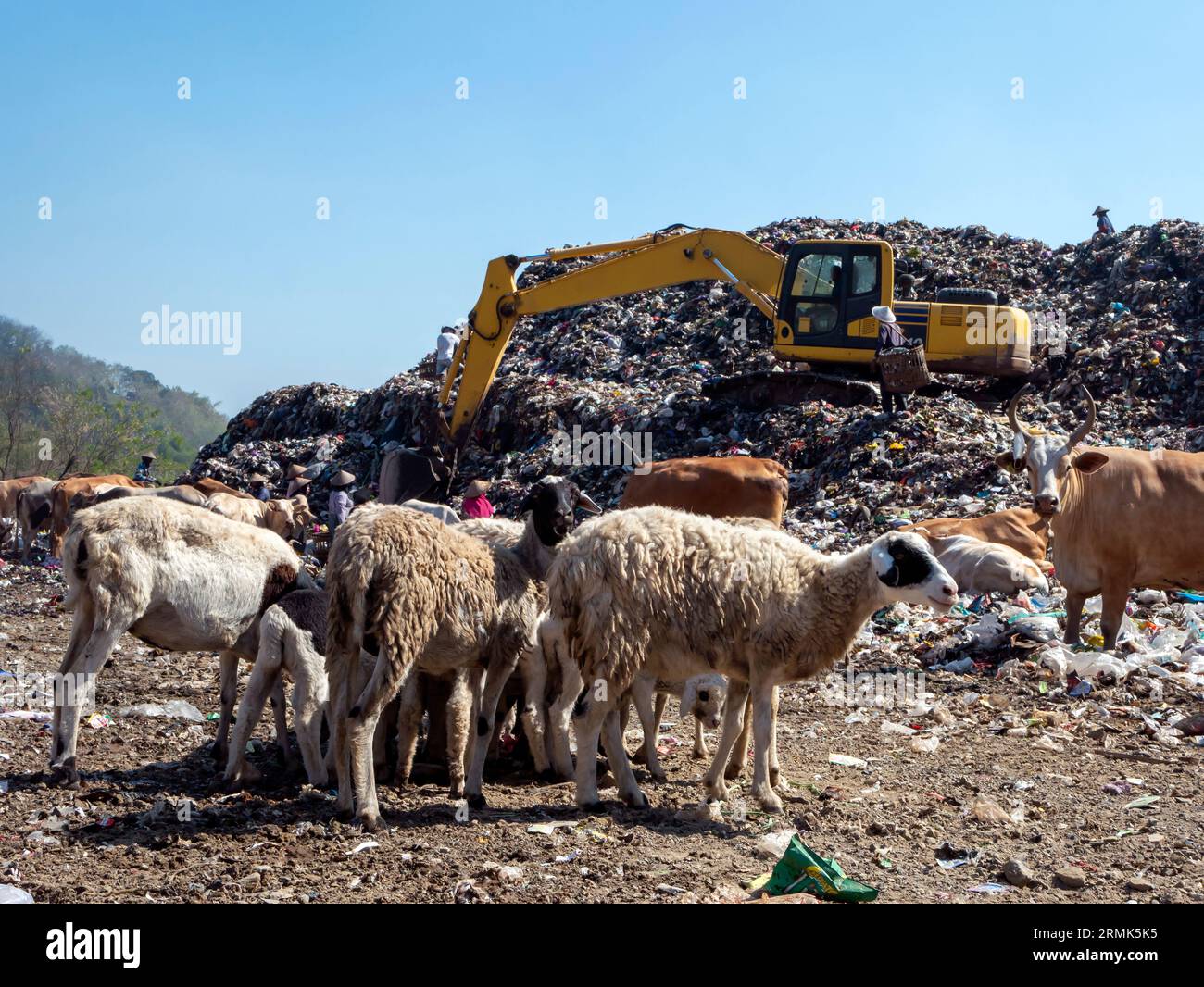 An excavator, animal and garbage scavenger at landfills, dump garbage ...